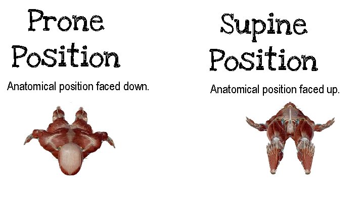 Anatomy Physiology EQ What are the different directional