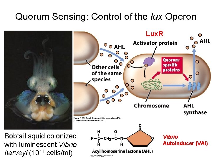 Lecture 13 Regulation of Gene Expression Part 2