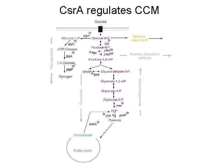 Lecture 13 Regulation of Gene Expression Part 2