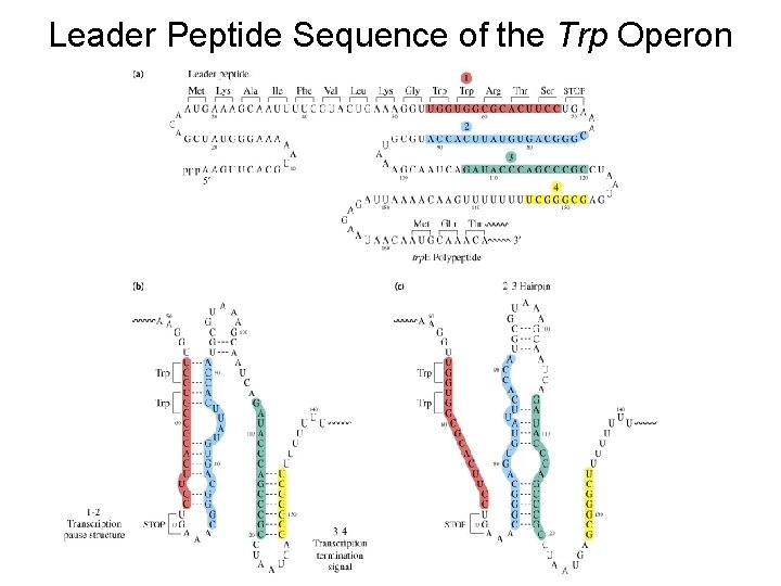 Lecture 13 Regulation of Gene Expression Part 2