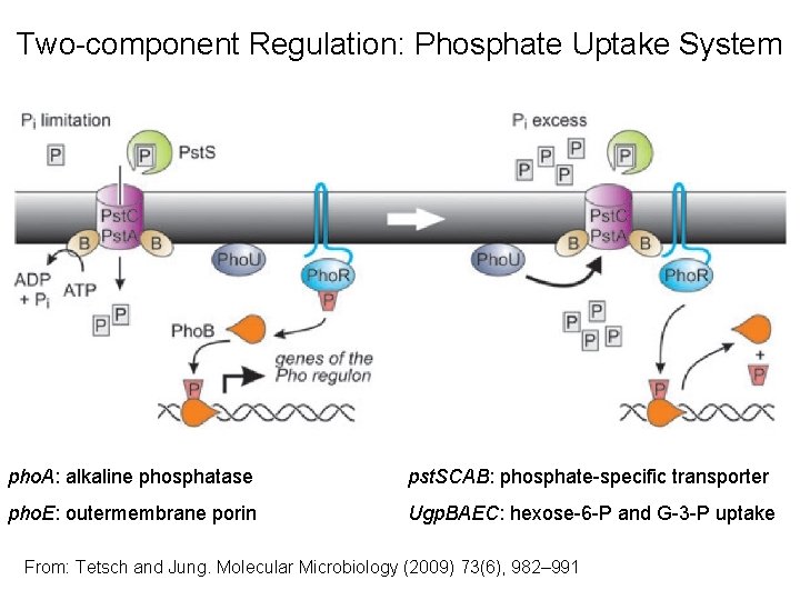 Lecture 13 Regulation of Gene Expression Part 2