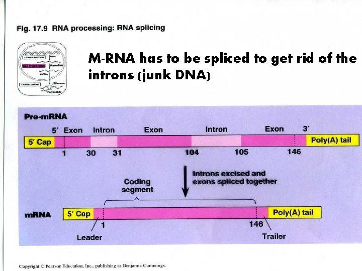 Molecular Biology How Cells Make Proteins Using DNA