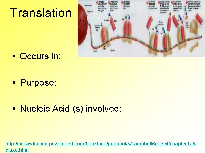 Molecular Biology How Cells Make Proteins Using DNA