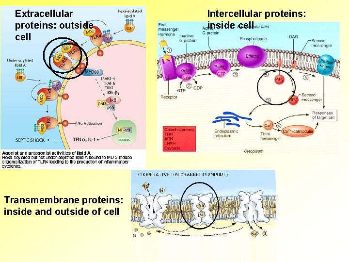 Molecular Biology How Cells Make Proteins Using DNA