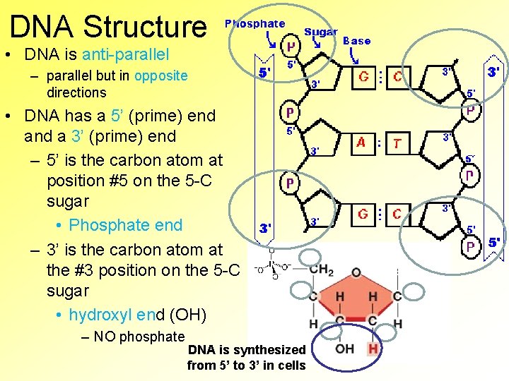Molecular Biology How Cells Make Proteins Using DNA