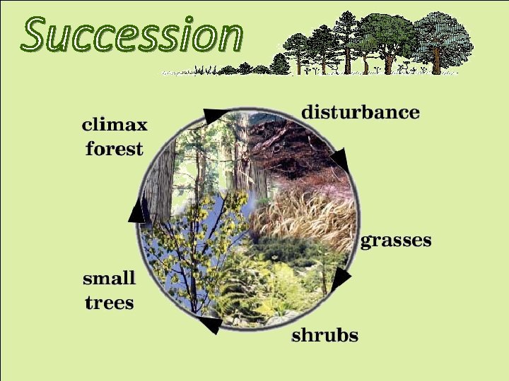 Krakatoa Read about Succession on Krakatoa Succession occurs