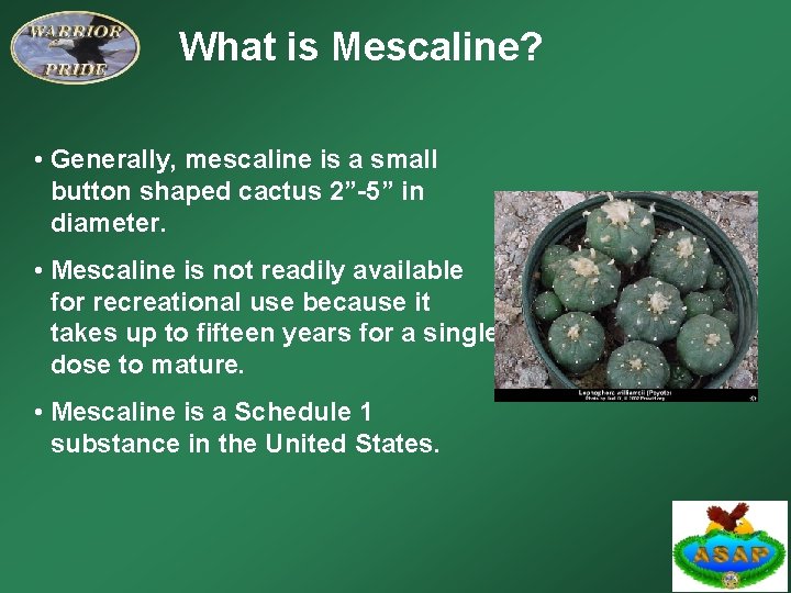 Hallucinogens Learning Objectives Identify the different types of