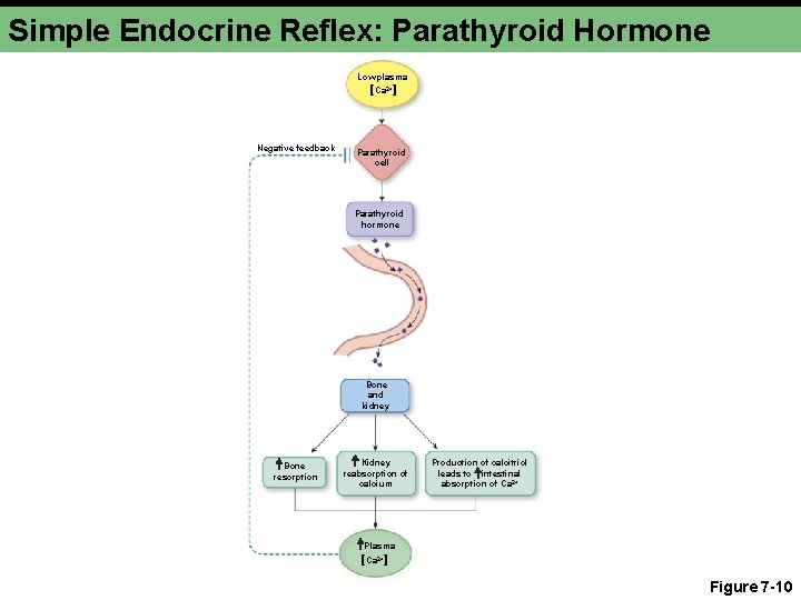 Chapter 7 b Introduction to the Endocrine System