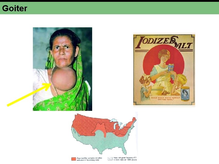 Chapter 7 b Introduction to the Endocrine System