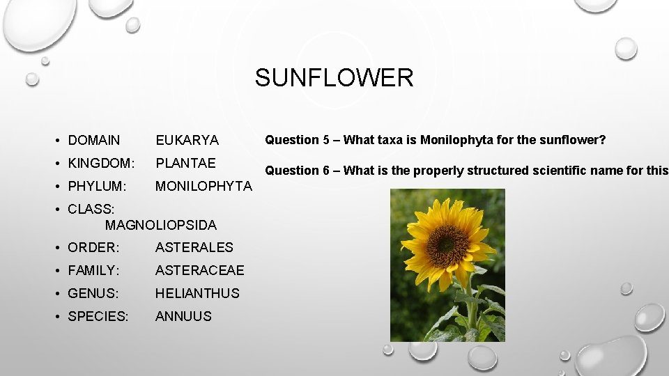 BINOMIAL NOMENCLATURE PRACTICE PROPERLY STRUCTURING SCIENTIFIC NAMES 3