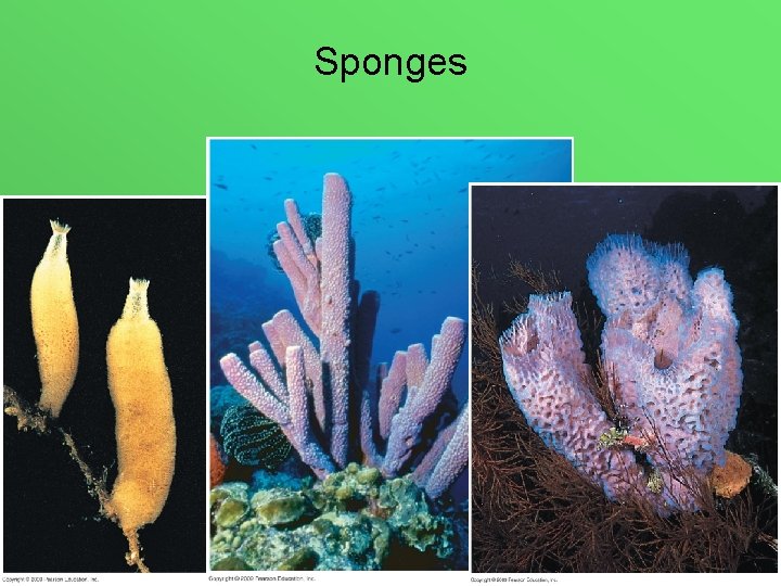 Chapter 18 Evolution of invertebrate diversity Brief tour
