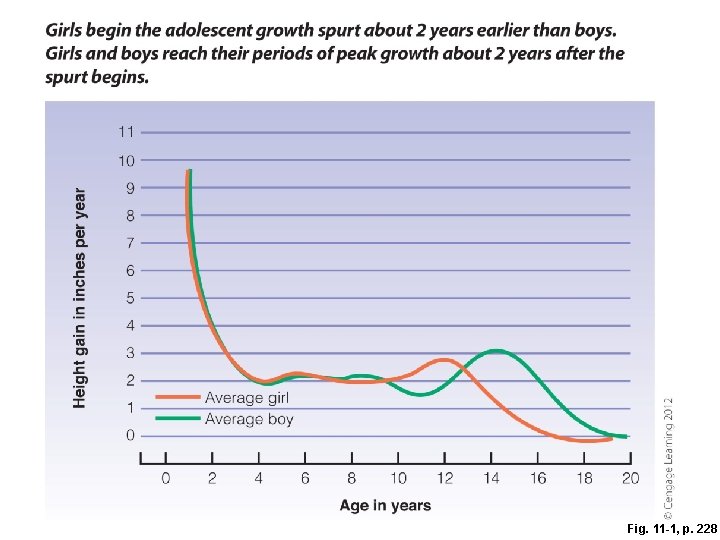 CHAPTER 11 Adolescence Physical and Cognitive Development Puberty