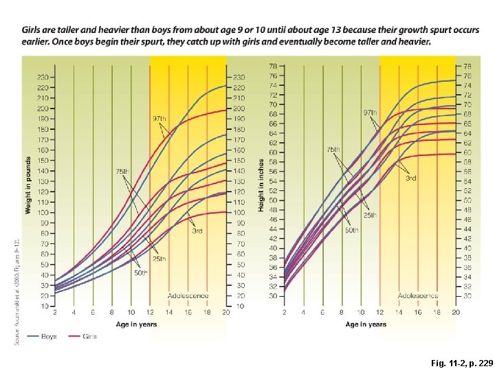 CHAPTER 11 Adolescence Physical and Cognitive Development Puberty
