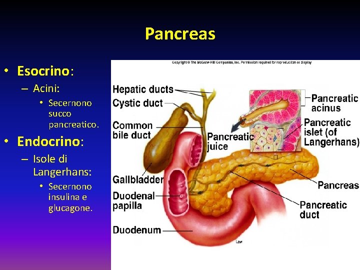 FISIOLOGIA DEL CONTROLLO GLUCIDICO METABOLISMO complesso delle reazioni