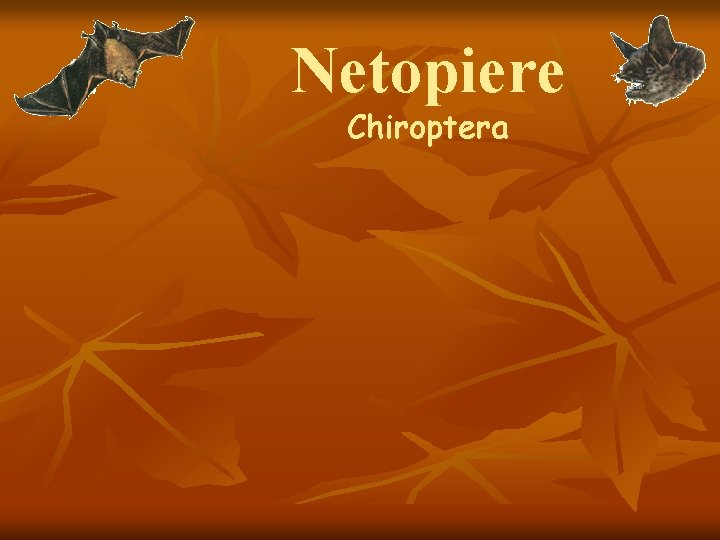 Netopiere Chiroptera Obsah 1 vod 2 Zaradenie 3