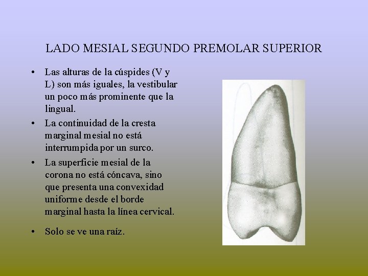 PRE MOLARES SUPERIORES Los premolares Son considerados como