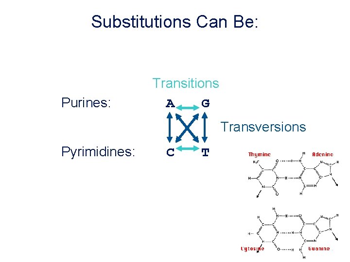 Evolution of Proteins and Genomes Biochemistry and Molecular