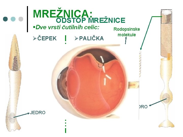 OKO ZGRADBA Povrhnjica Roenica Lea Oesni ivec Mrenica