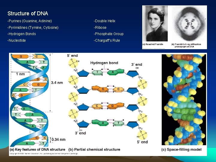 Chapter 16 The Molecular Basis of Inheritance You
