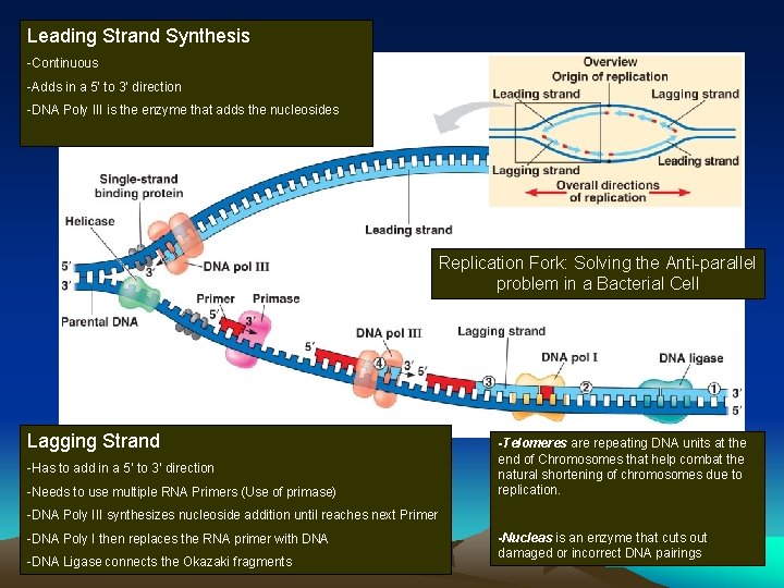 Chapter 16 The Molecular Basis of Inheritance You
