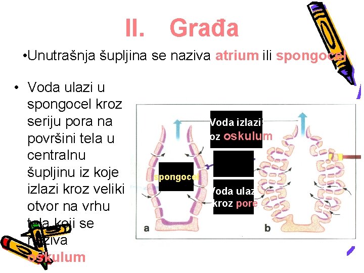 Phylum Porifera Suneri I Opte osobine Veina morski