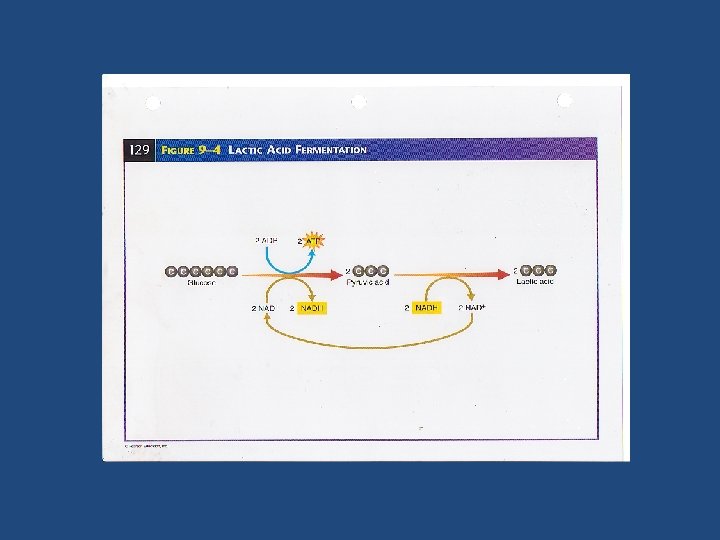 Cellular Respiration Chemical Pathways Section 9 1 Flora