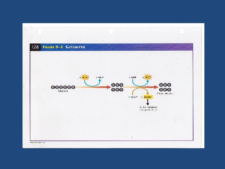 Cellular Respiration Chemical Pathways Section 9 1 Flora