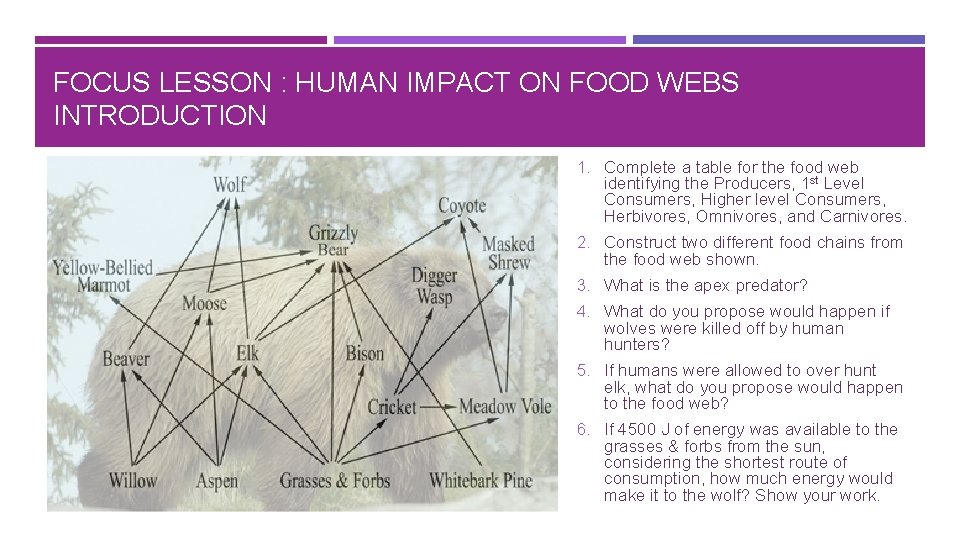 FOCUS LESSON HUMAN IMPACT ON FOOD WEBS INTRODUCTION