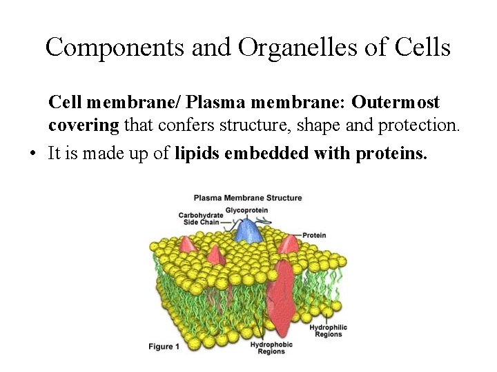 The Cell Basics of cell biology Presentation for