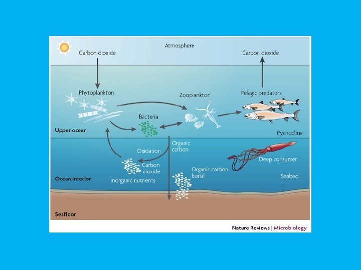 Introduction to Oceanography ES 144 Prof Wally Fulweiler
