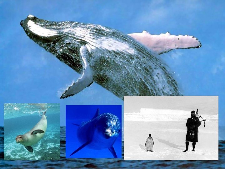 Introduction to Oceanography ES 144 Prof Wally Fulweiler