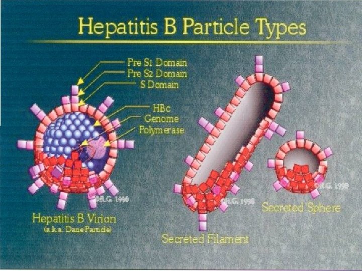Hepatitis Virus Primary members HAV HBV HCV HDV