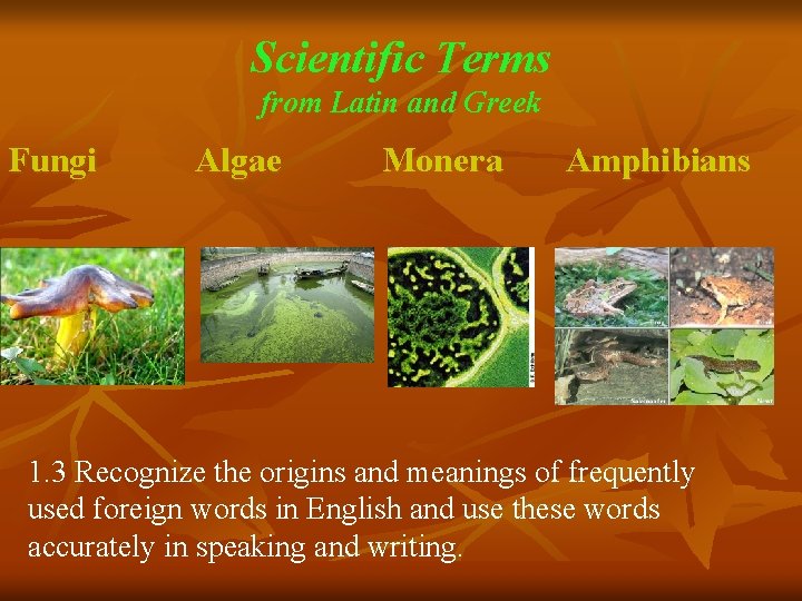 Tree of Life Word Analysis The Big Idea