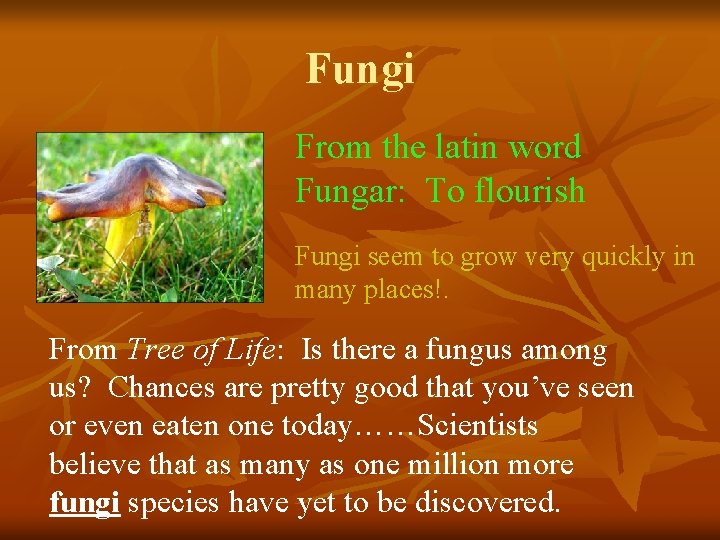 Tree of Life Word Analysis The Big Idea