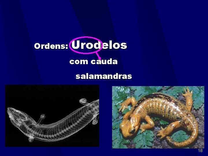 BIOLOGIA Professor Vincius 1 Cordados Aspectos Gerais Dos
