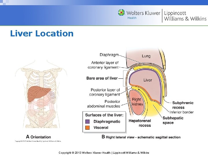 Chapter 5 The Liver Part I Abdominal Sonography