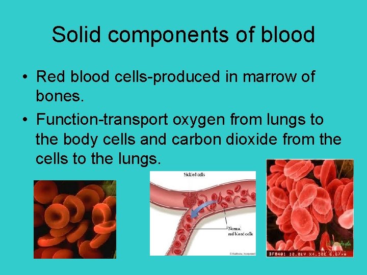Chapter 10 Bleeding Bloodaverage blood volume in an