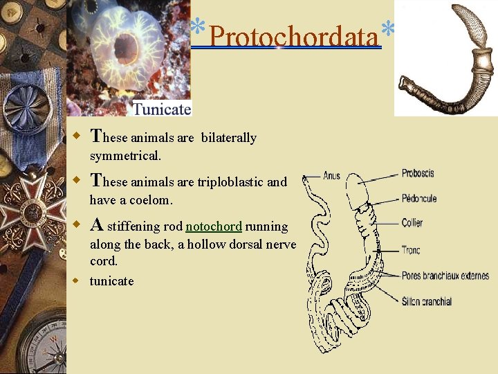 Invertebrates Porifera w A multicellular animal with a