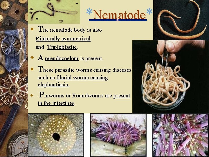 Invertebrates Porifera w A multicellular animal with a