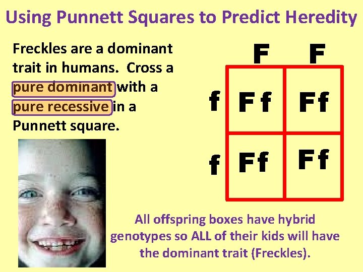 Genetics Review An xray photo was a key