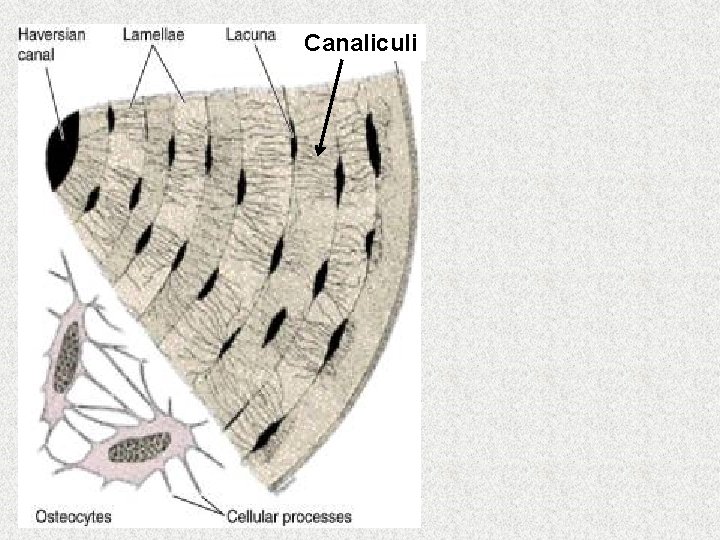 Structure of Bone Cartilage Sanjaya Adikari Department of