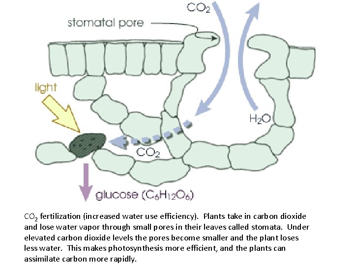CO 2 fertilization increased water use efficiency Plants