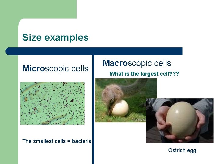 Cell Physiology Cell Structure And Function 2 Distinguish