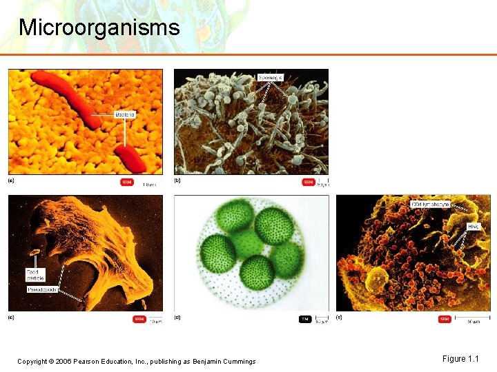 CHAPTER 1 INTRODUCTION TO MICROBIOLOGY WELCOME TO BIOLOGY