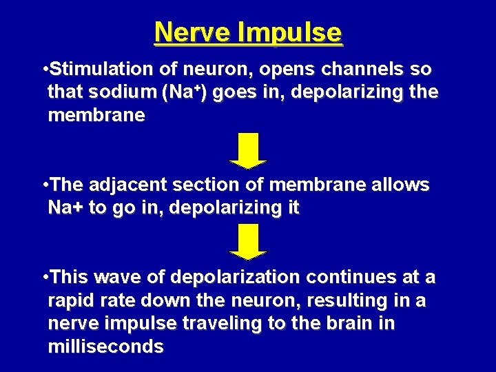 Todays Lesson Nervous System and Drug Addiction Overview
