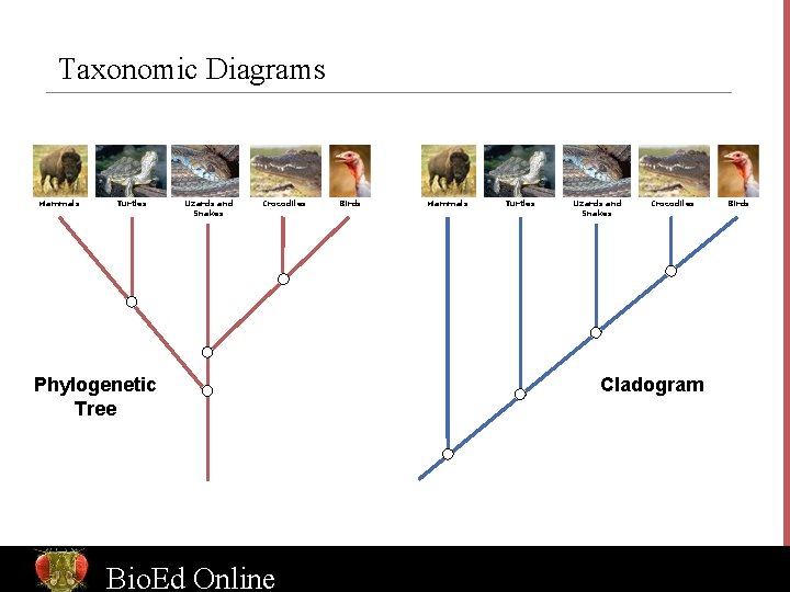 Diversity of Life Introduction to Biological Classification By