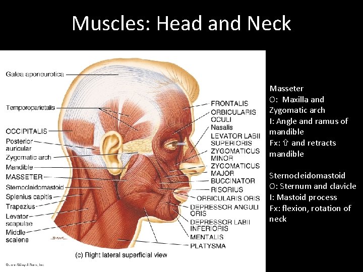Unit 3 The Muscular System Lab 1 Muscles