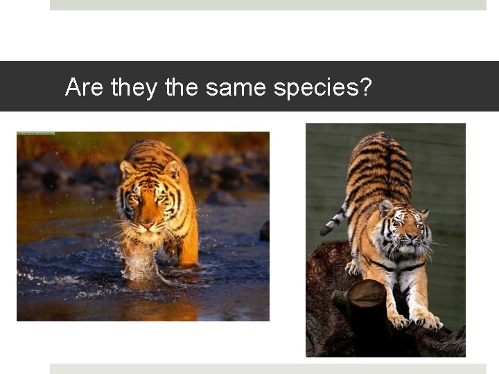 Classification Dichotomous Keys How do you differentiate between