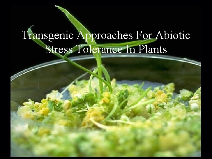 Transgenic Approaches For Abiotic Stress Tolerance In Plants