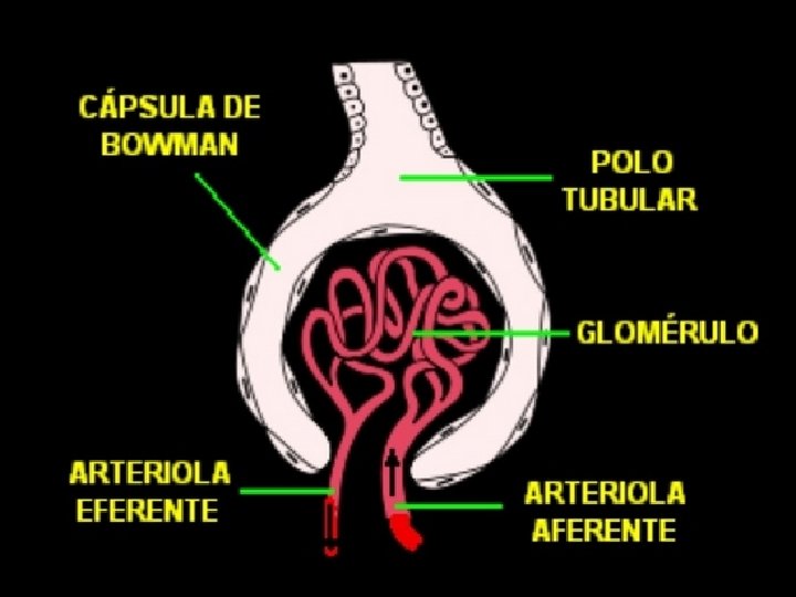 Estructura y funcin del rin Objetivos de aprendizaje